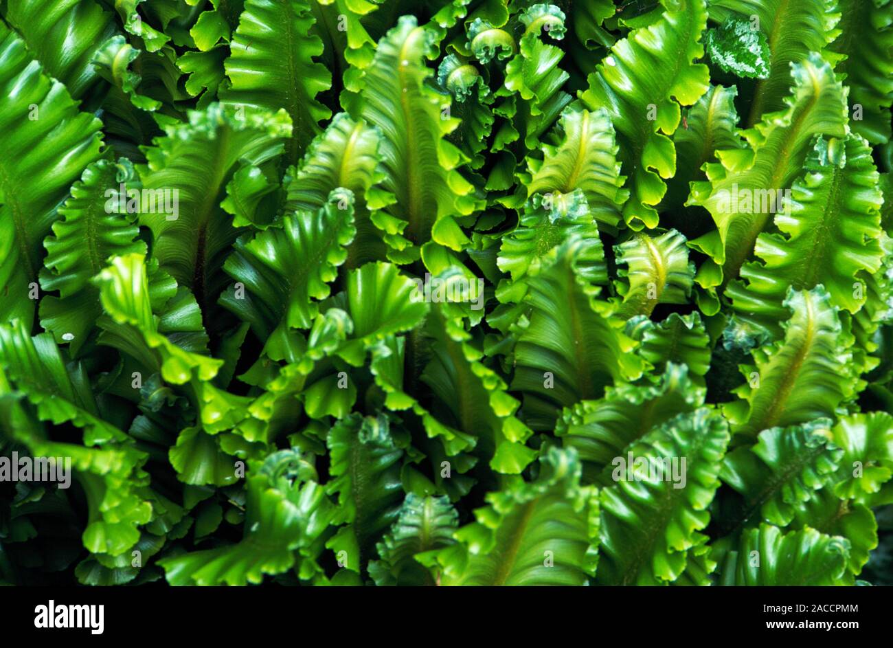 Hart's tongue fern (Phyllitis scolopendrium crispum Stock Photo - Alamy