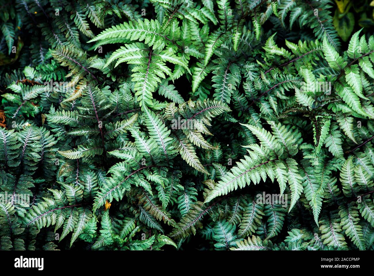 Japanese painted fern (Athyrium niponicum var. pictum Stock Photo - Alamy