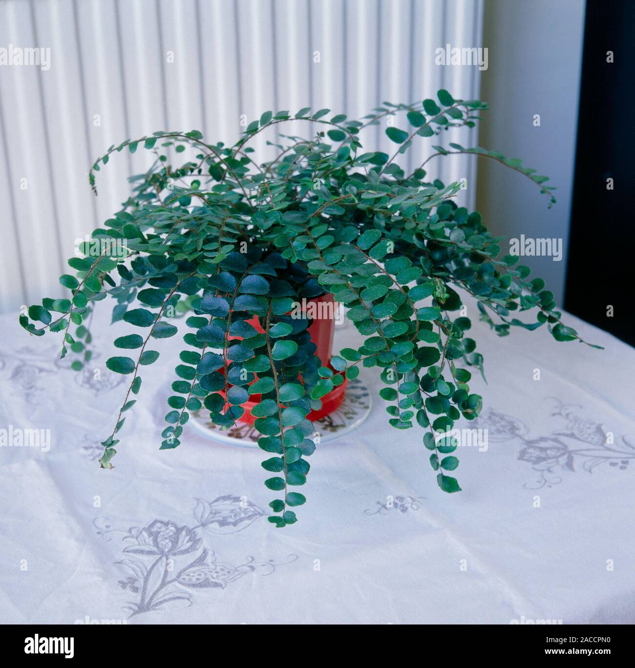 Button fern (Pellaea rotundifolia) in a pot on a table Stock Photo - Alamy