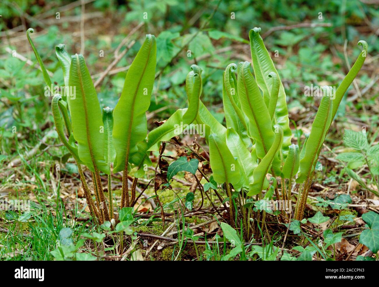 Hart's Tongue fern (Asplenium scolopendrium). Two plants with unfurling ...