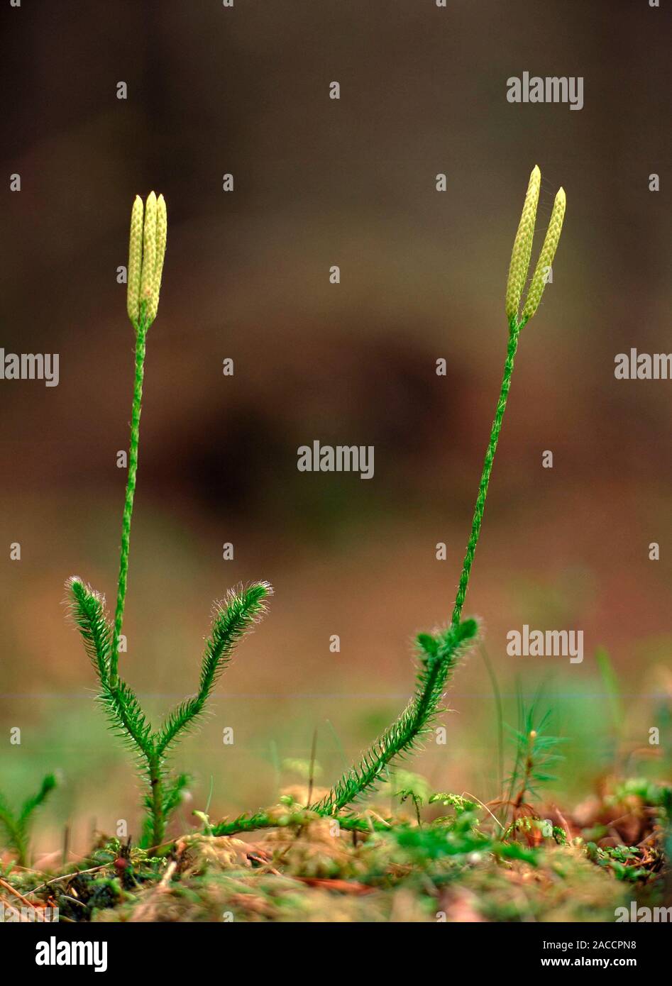 Club moss, Lycopodium clavatum. Stag's Horn Club moss Stock Photo - Alamy