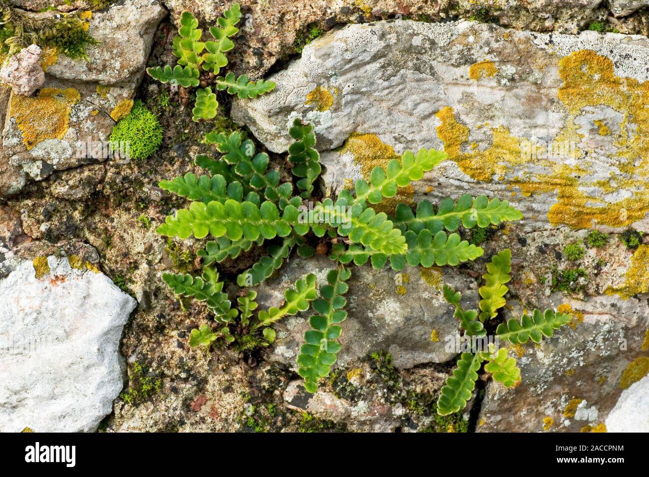 Rustyback fern (Ceterach officinarum) growing on a wall Stock Photo - Alamy
