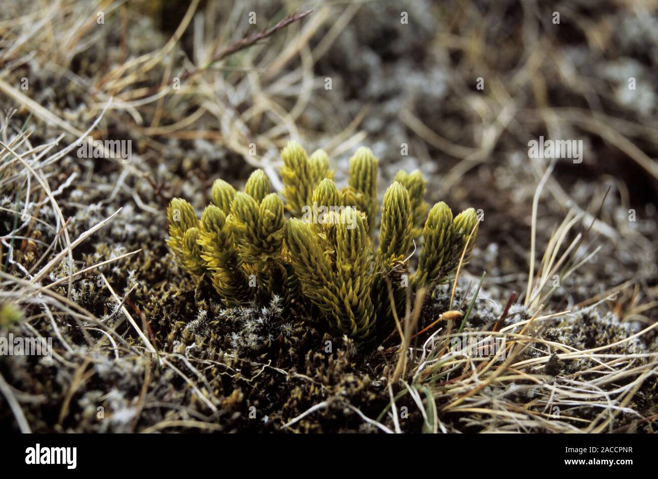 Northern firmoss (Huperzia selago). This plant is a species of ...