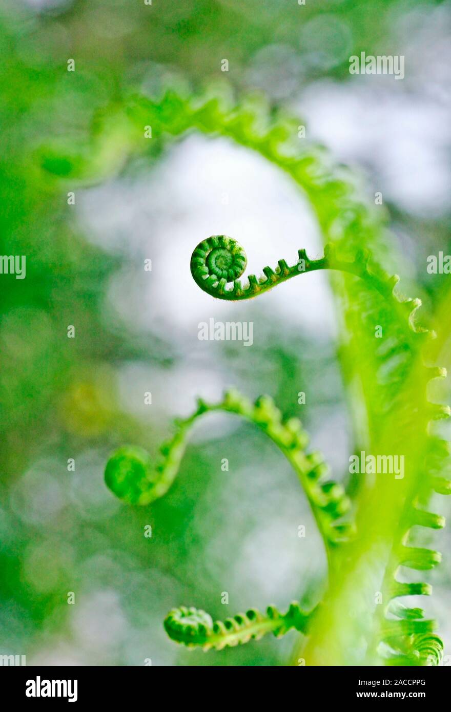 Young fern fronds. These edible parts of a fern are often called ...