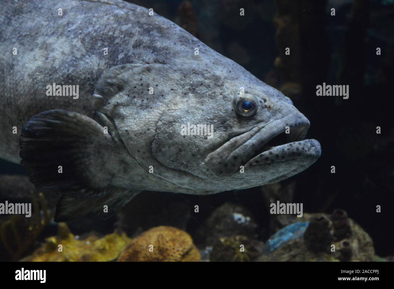 Large gray fish swimming in the tank Stock Photo - Alamy