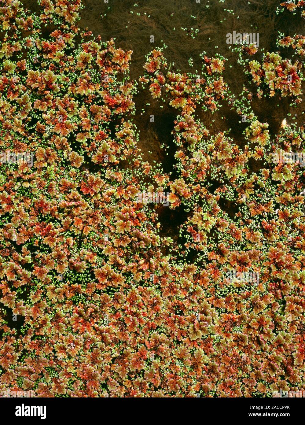 Water fern (Azolla filiculoides), aerial view. This aquatic fern forms ...