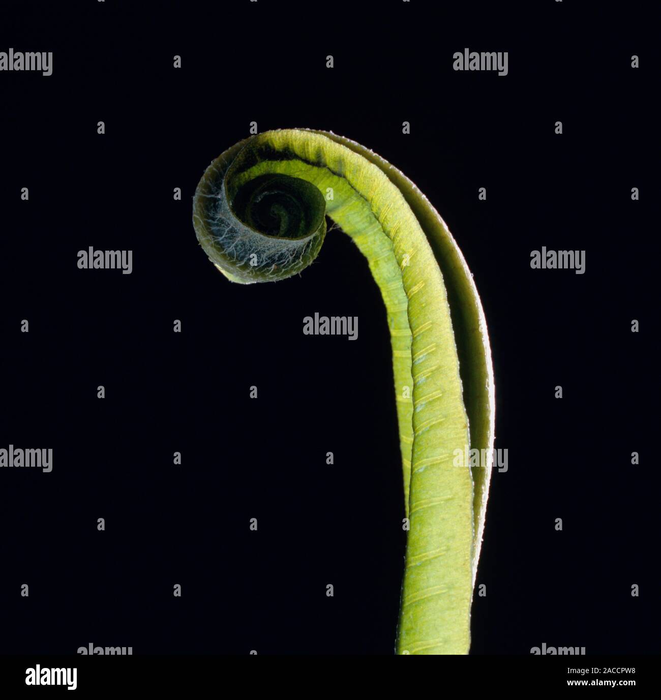 Young fern frond unfurling. These edible parts of a fern are often ...