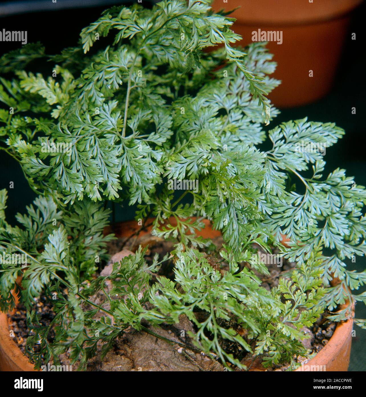 Squirrel's foot fern (Davallia mariesii Stock Photo - Alamy