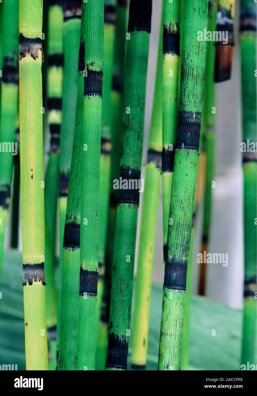 Horsetail stems (Equisetum hyemale). Photographed at RHS Wisley, UK, in ...
