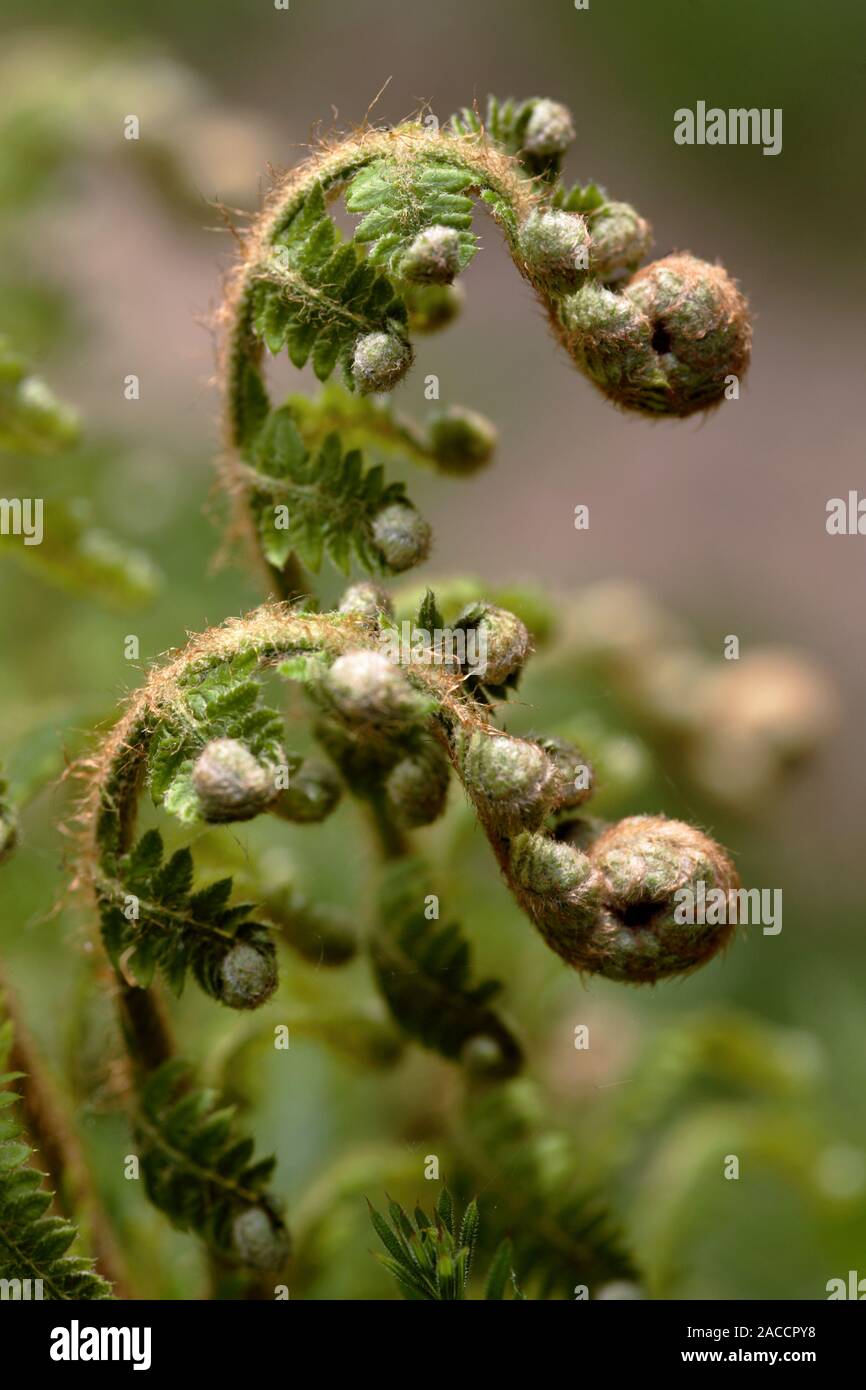 Soft shield fern fronds (Polystichum setiferum) unfurling. This fern is ...