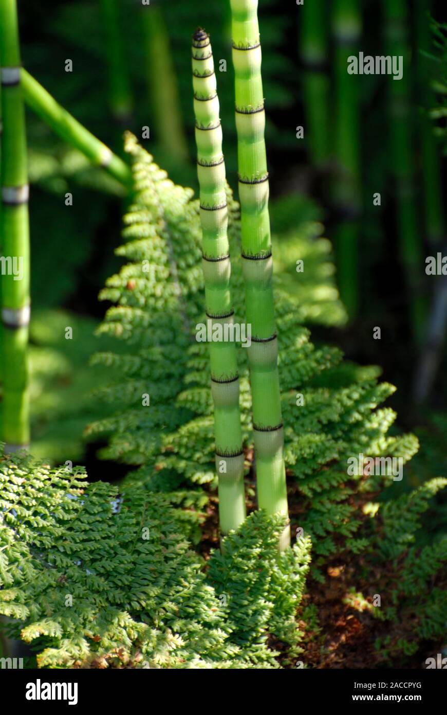 Horsetail (Equisetum sp., centre) and ferns Stock Photo - Alamy