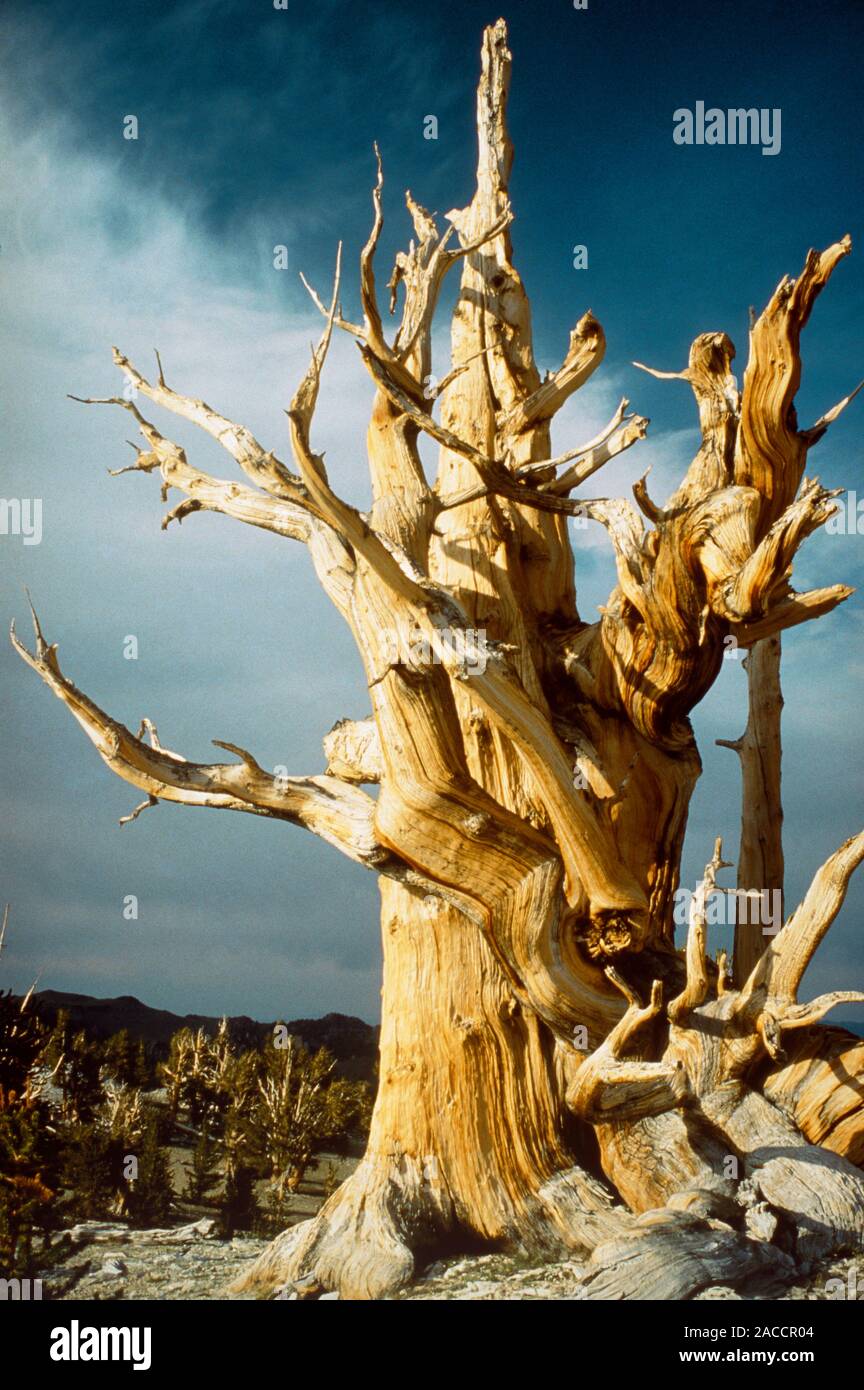 Specimen of a bristlecone pine, one of the oldest living organisms ...