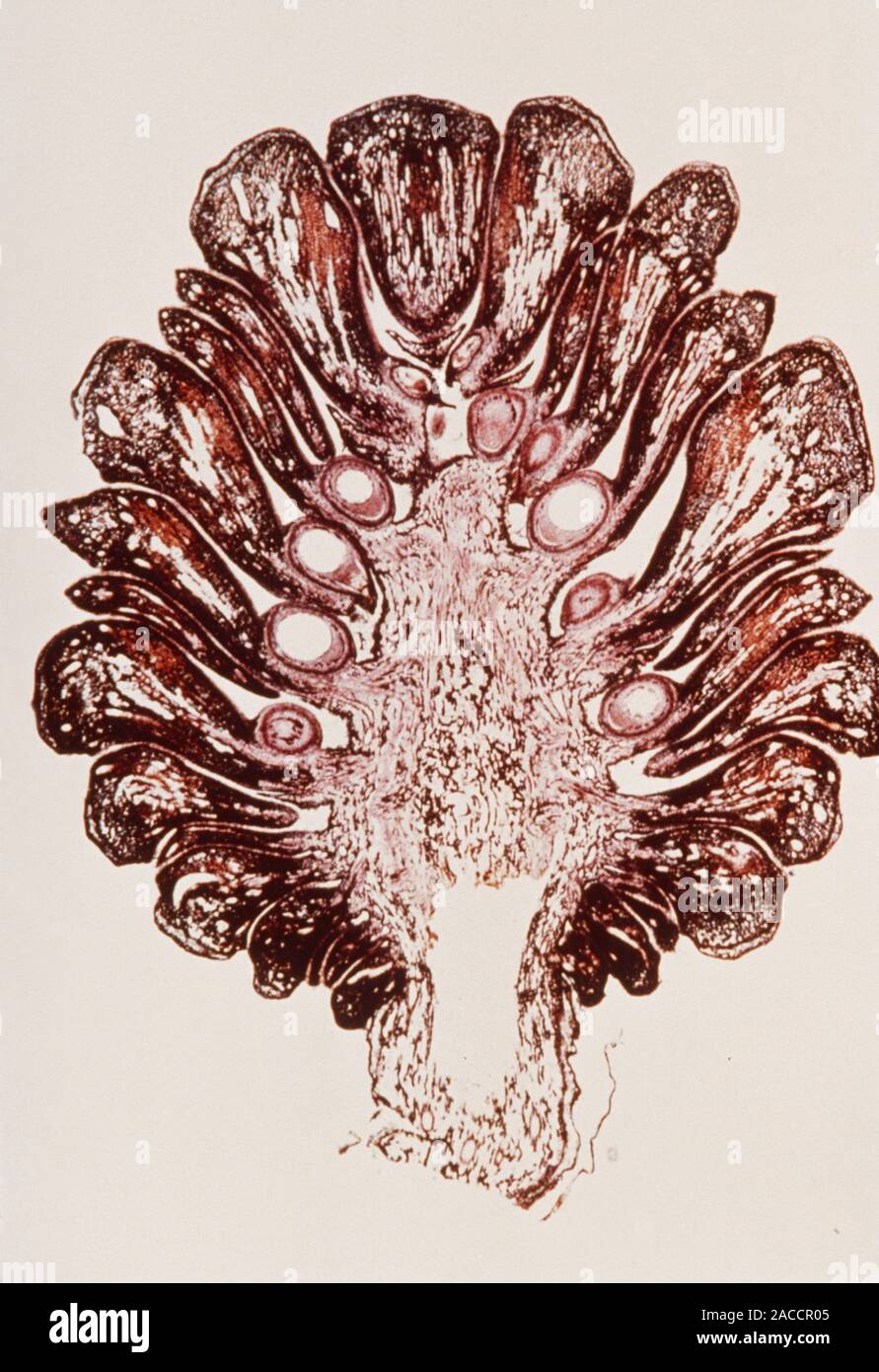 Light micrograph of a section through a female pine cone, Pinus sp ...