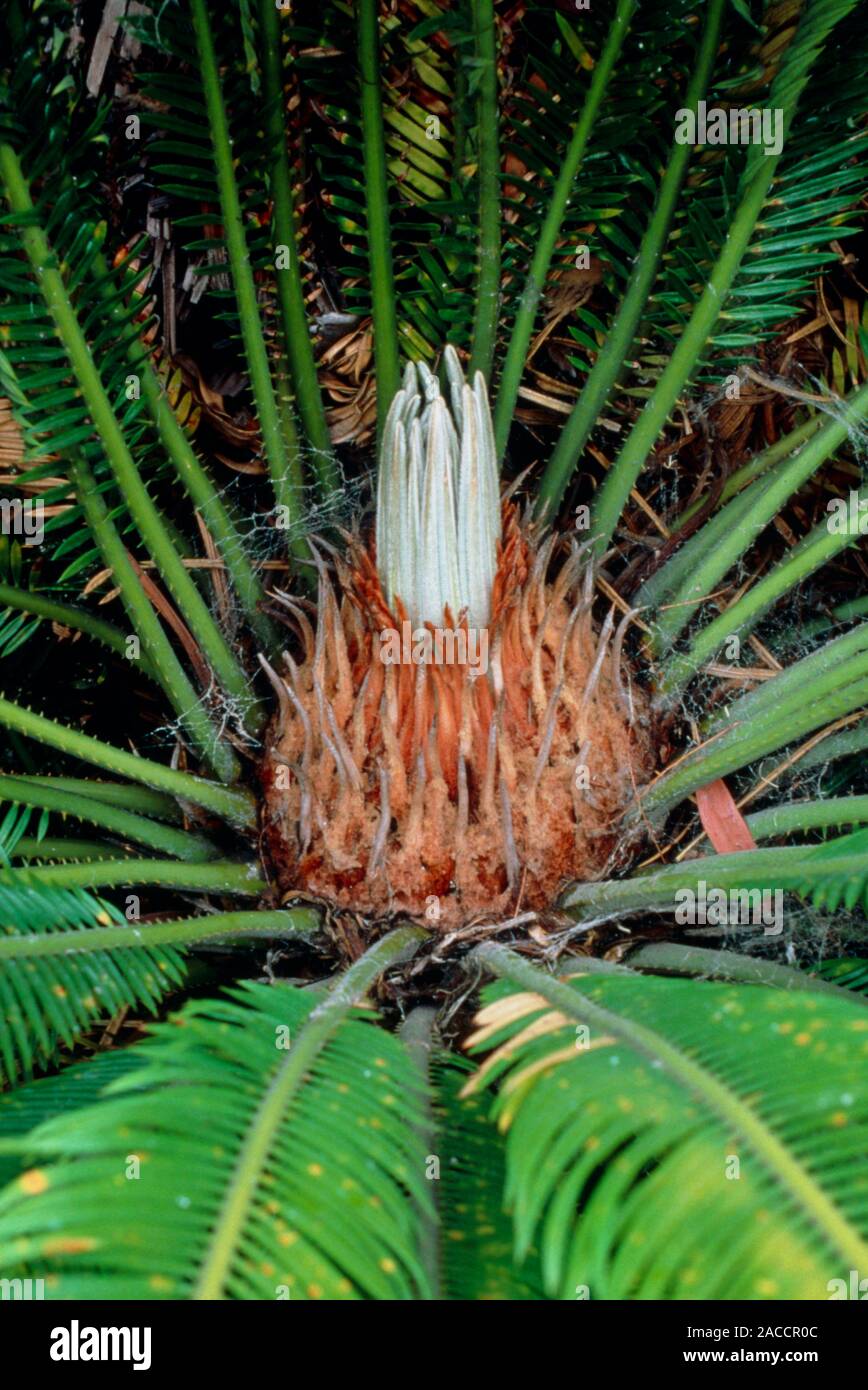 Cycas Family
