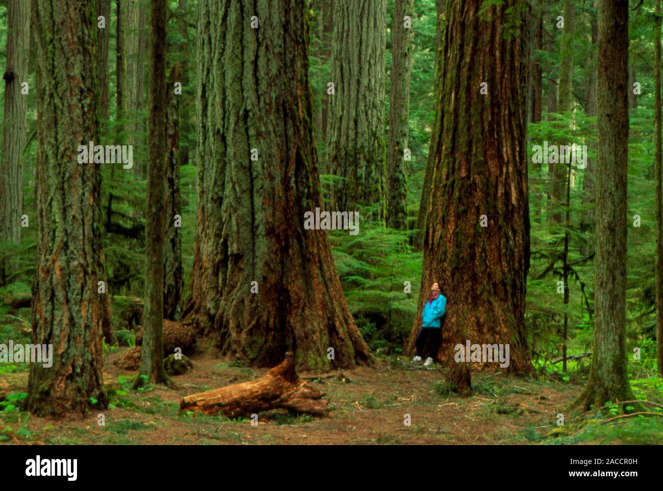 Mixed coniferous forest. View of a forest inhabited by a mixture of ...