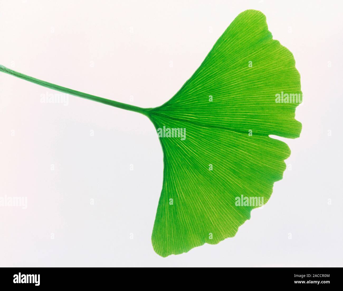 Ginkgo leaf. A leaf of the Chinese maidenhair tree, Ginkgo biloba. This ...