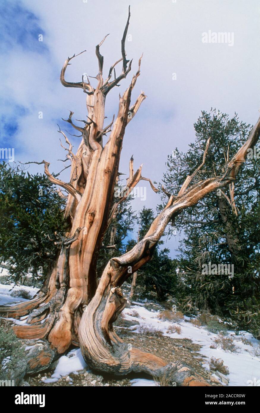 Bristlecone pine. View of a bristlecone pine Pinus aristata. This remarkable species lives at an ...