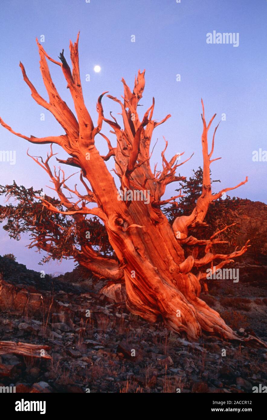 Bristlecone pine. View of a bristlecone pine tree Pinus aristata at ...