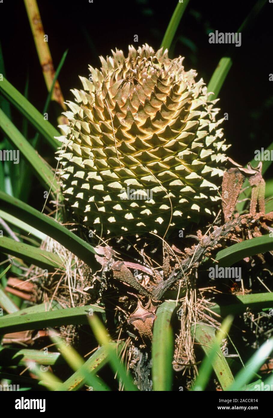 Cycad fruit. Close-up of the developing fruit of the cycad (Lepidozamia ...