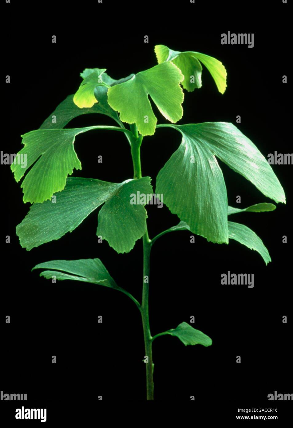 Maidenhair tree. Young maidenhair tree (Ginkgo biloba). Its two-lobed ...