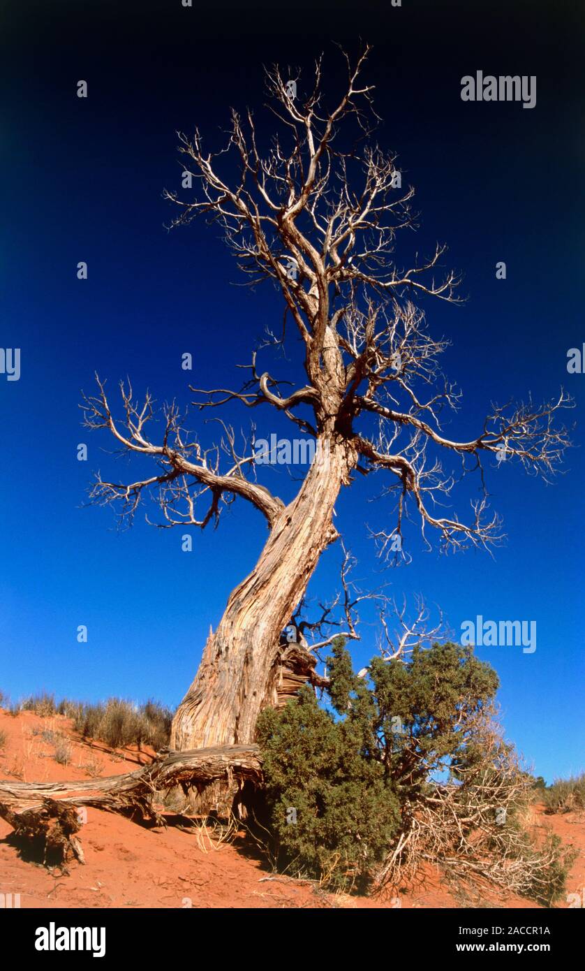 Bristlecone pine (Pinus aristata) tree. This remarkable species lives ...