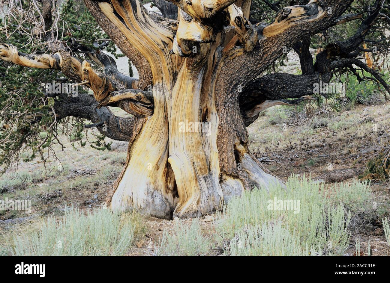 Bristlecone pine (Pinus aristata) tree trunk. This remarkable tree ...