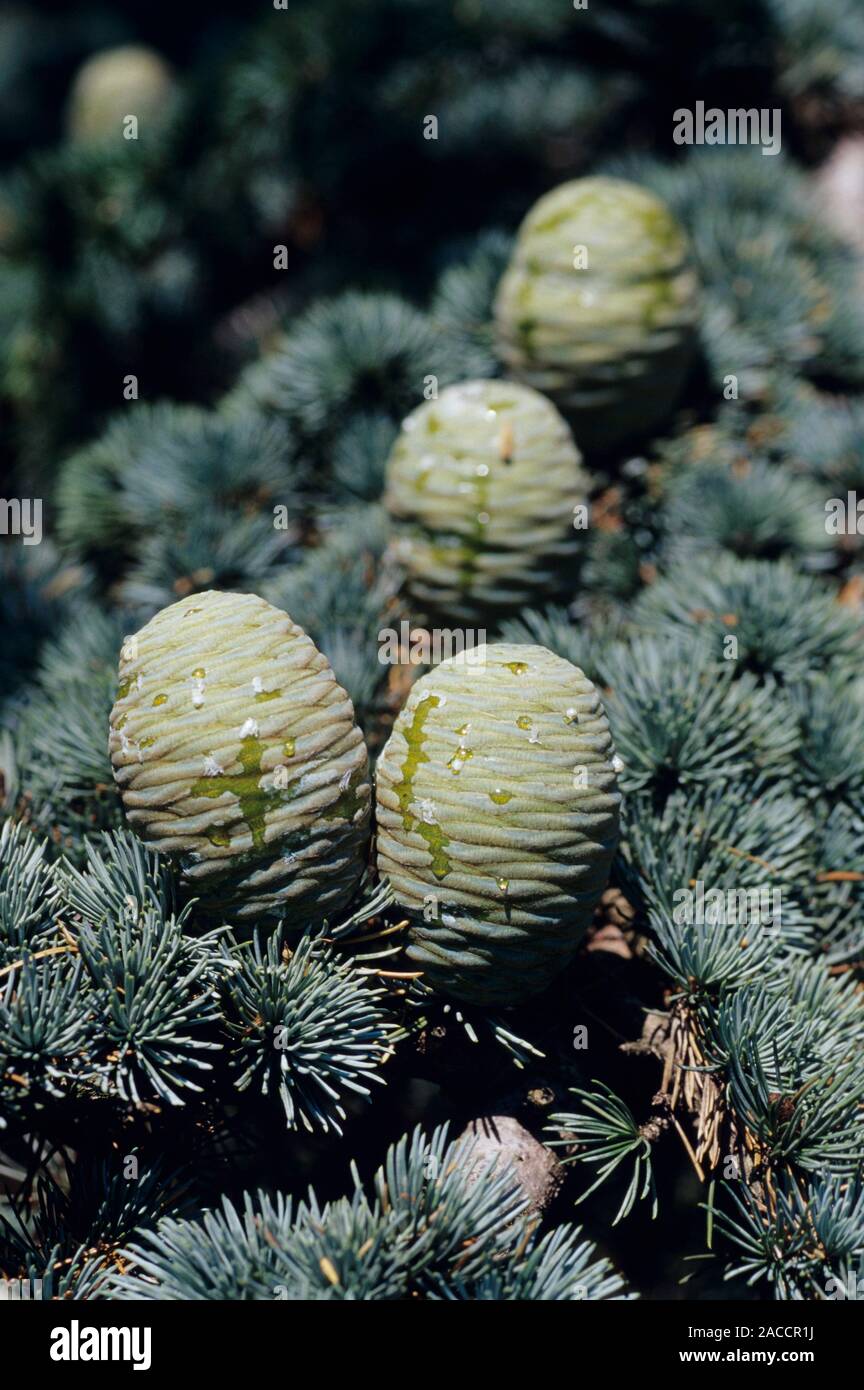 Cedar cones. Cones on the branches of an Atlas cedar (Cedrus atlantica ...