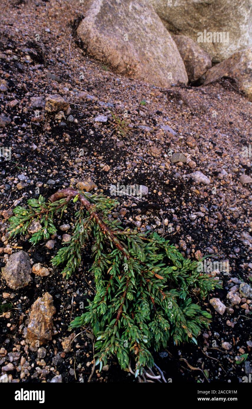 Dwarf juniper (Juniperus communis nana) growing prostate (flat) from a ...