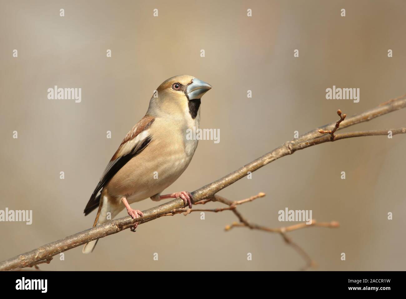 Male and female hawfinch hi-res stock photography and images - Alamy