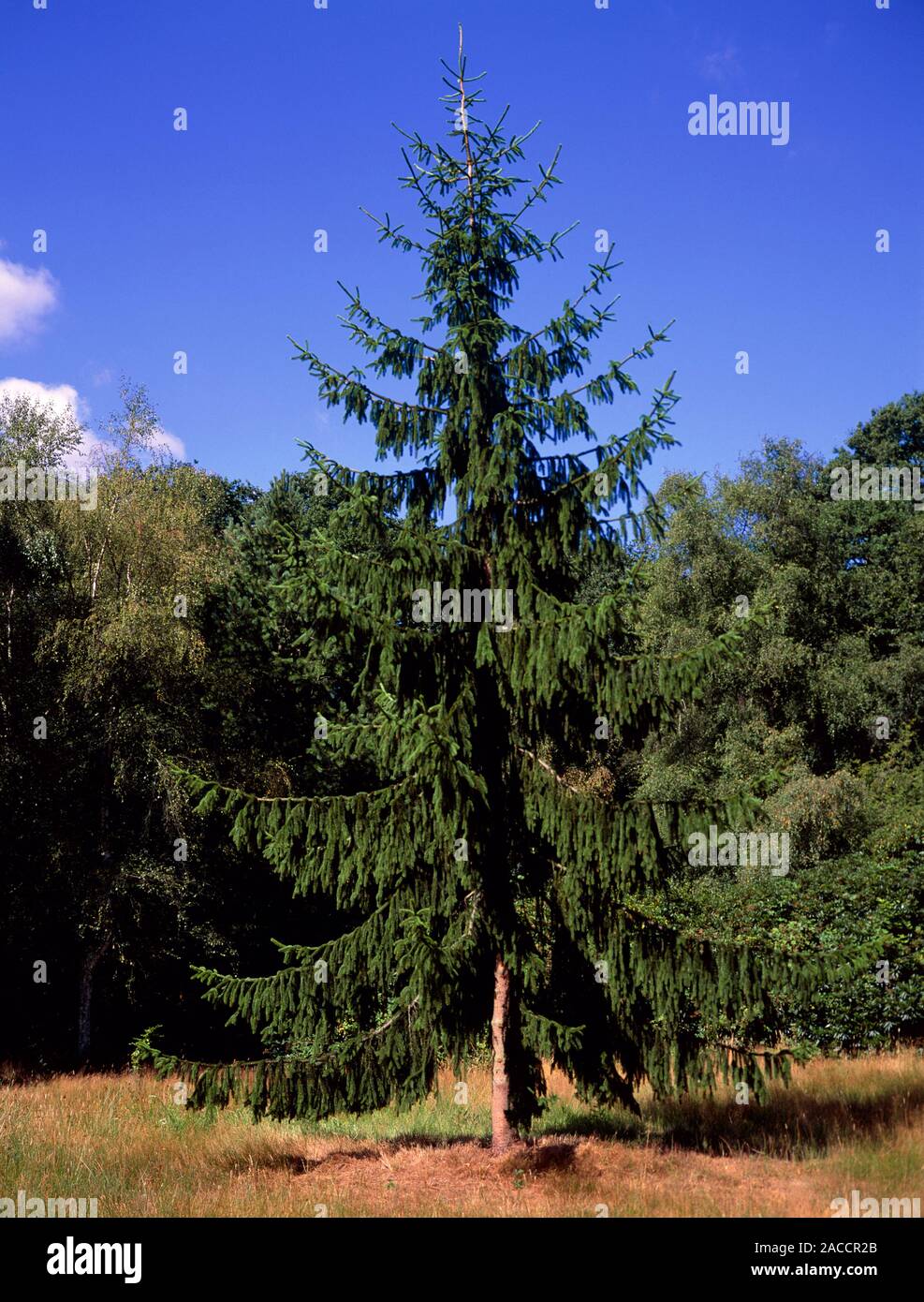 Picea abies INVERSA MAJOR. Single Norway spruce tree Stock Photo - Alamy