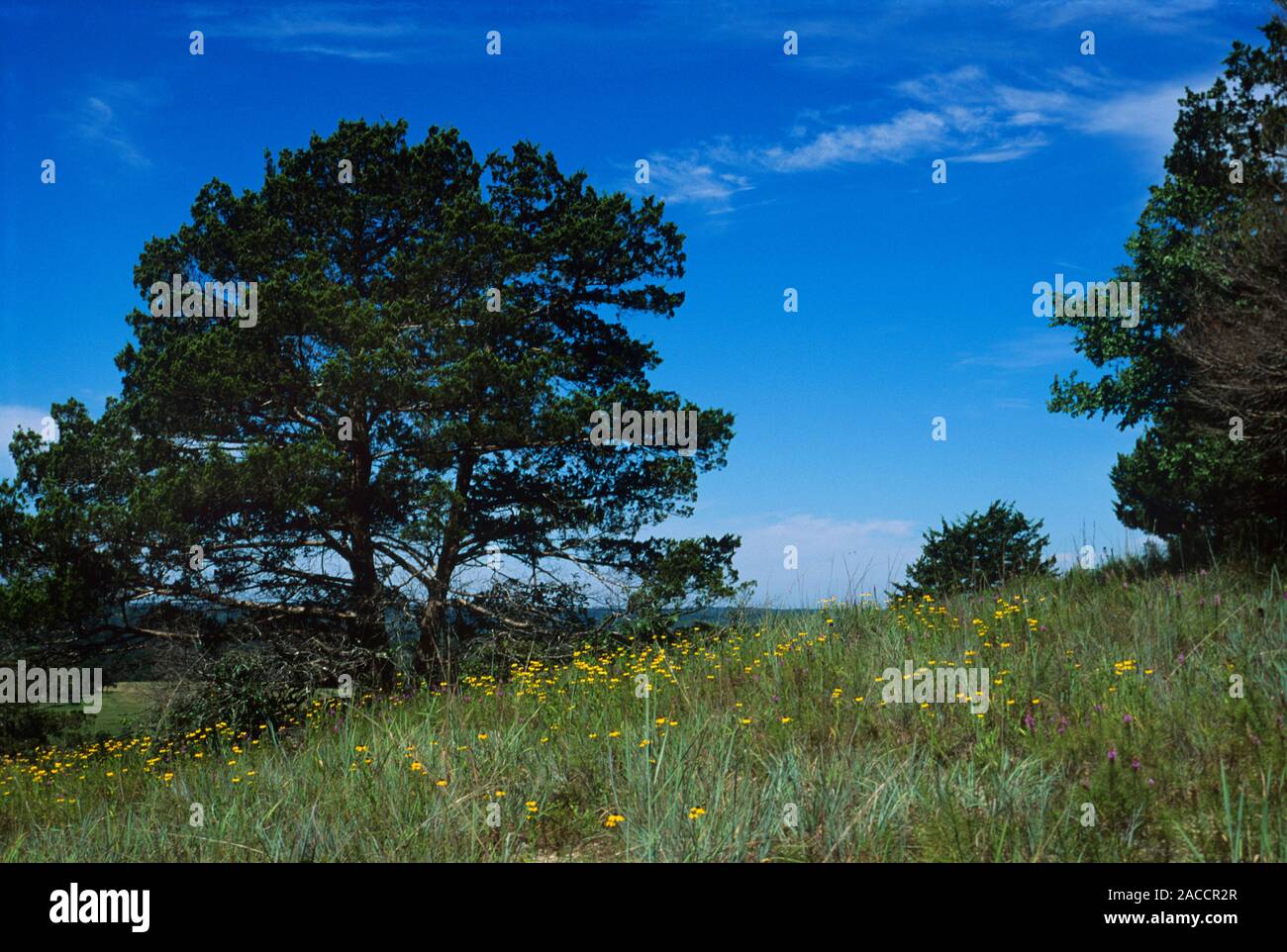 Red cedar (Juniperus virginiana) against a blue sky. Photographed in ...