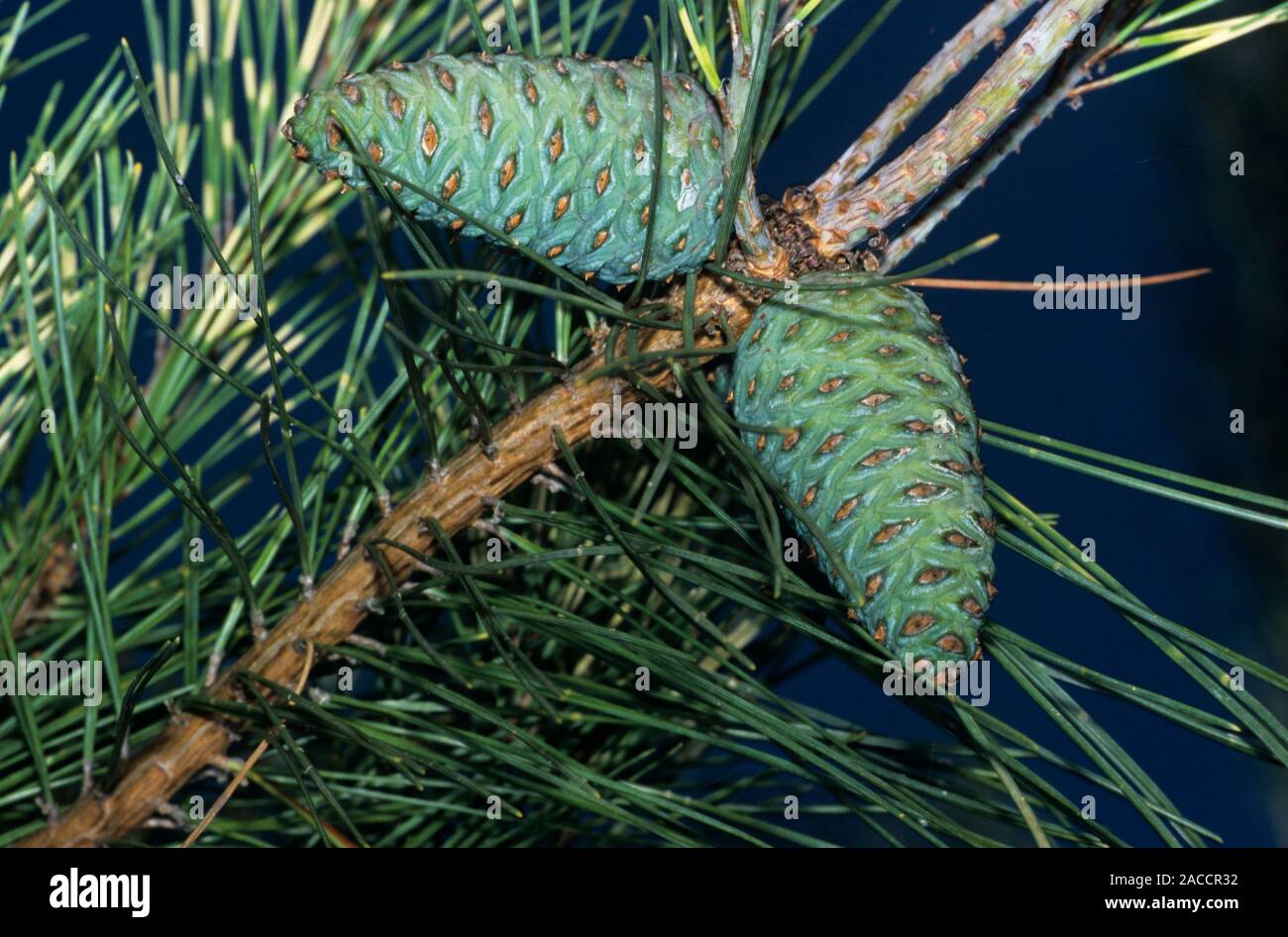 Japanese red pine cones (Pinus densiflora) on their tree Stock Photo ...
