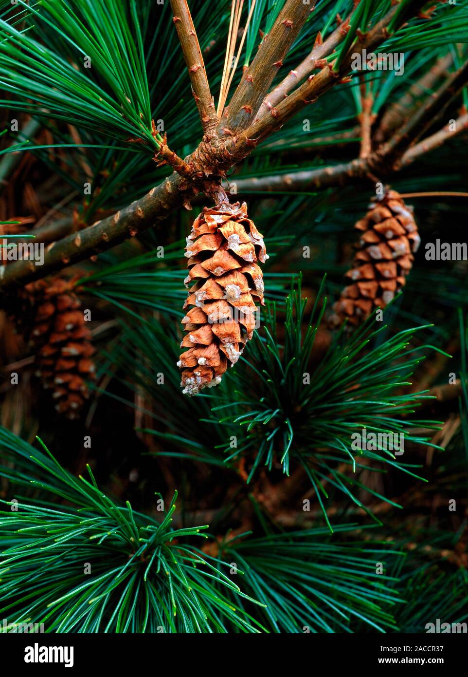 Pinus strobus 'Macopin'. Female cones of the Eastern White pine tree ...