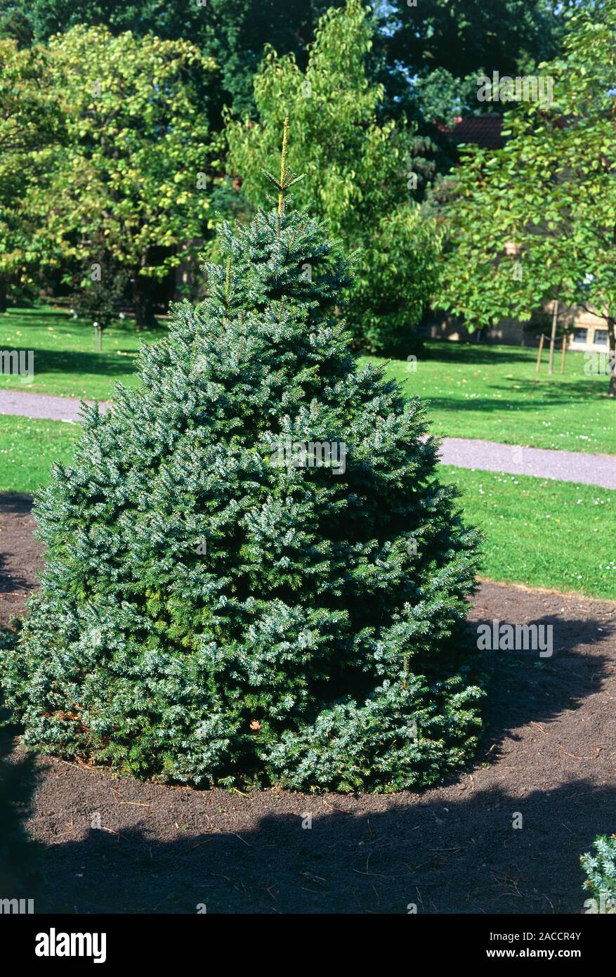 Picea omorika NANA. Serbian Spruce tree by lawn Stock Photo - Alamy