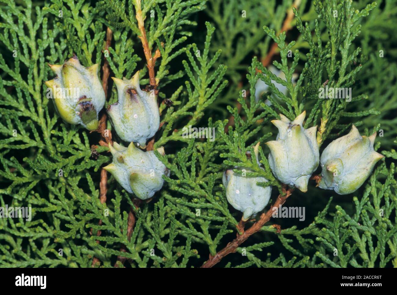Cedar fruits (Thuja sp Stock Photo - Alamy