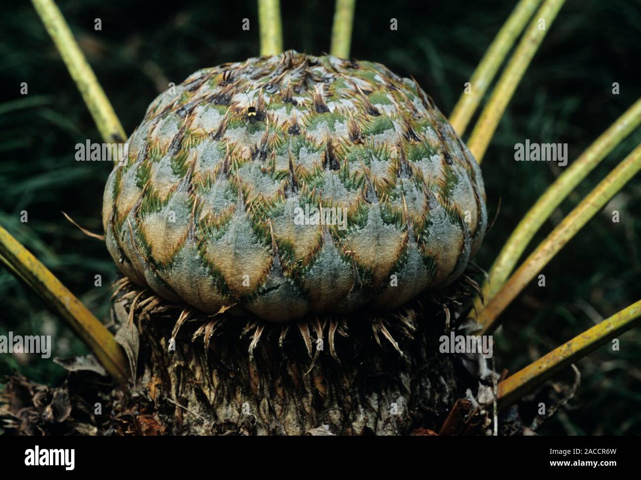 Queen sago (Cycas circinalis). This is a cone from a female plant ...