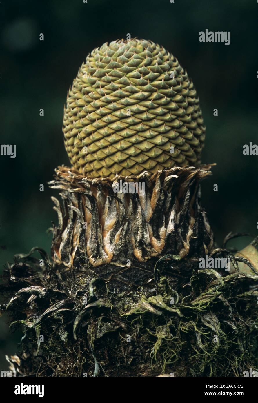 Female cycad cone (Macrozamia spiralis). Cycads are dioecious, each ...