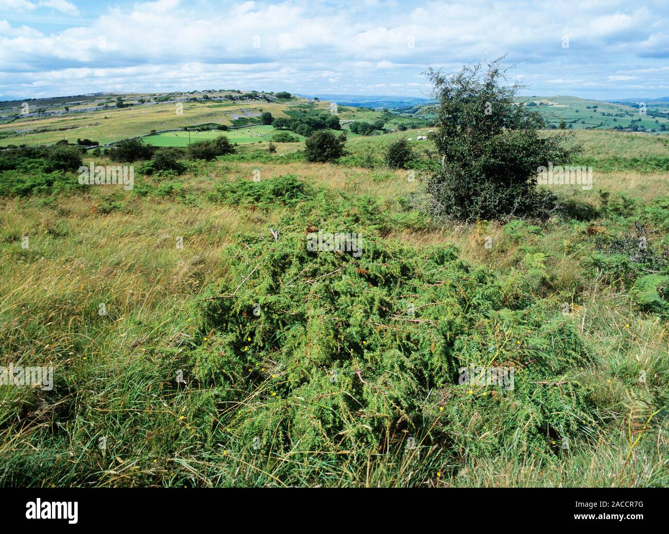 Common juniper tree (Juniperus communis). Photographed at Hutton Roof ...