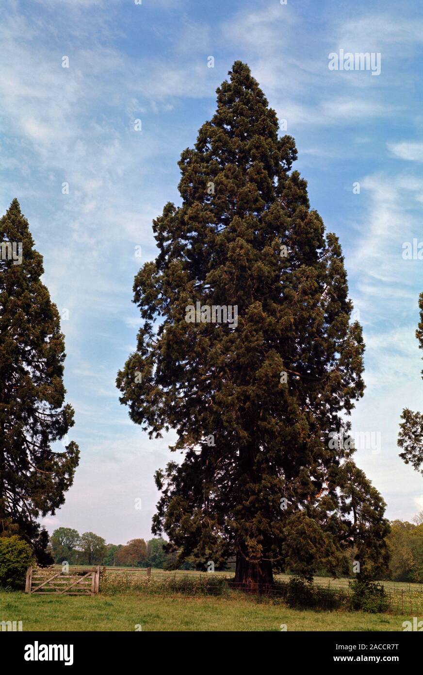 Sequoi gigantea. Giant Sequoia tree Stock Photo - Alamy
