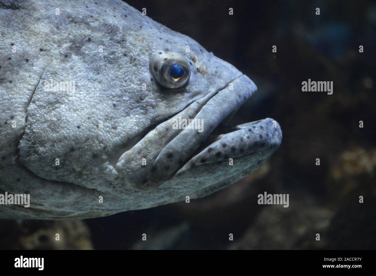 Large gray fish swimming in the tank Stock Photo - Alamy