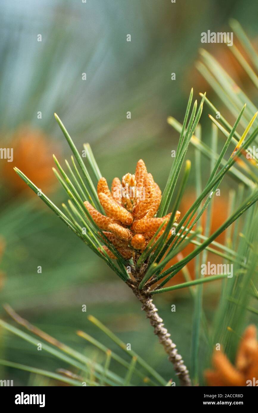 Aleppo pine cones (Pinus halepensis). Photographed in March, in ...