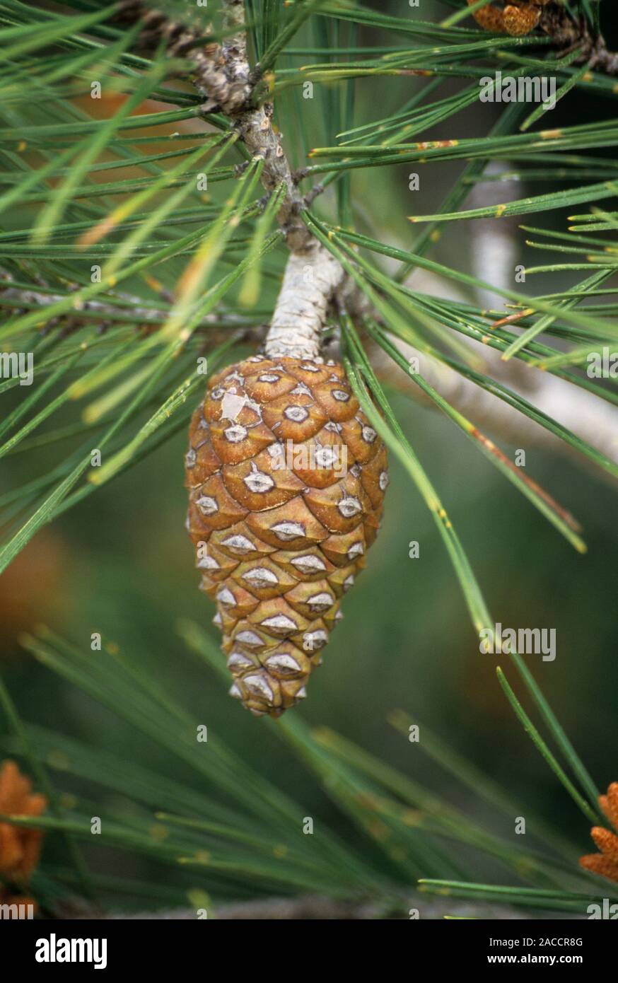 Aleppo pine cone (Pinus halepensis). Photographed in Mallorca, Spain ...