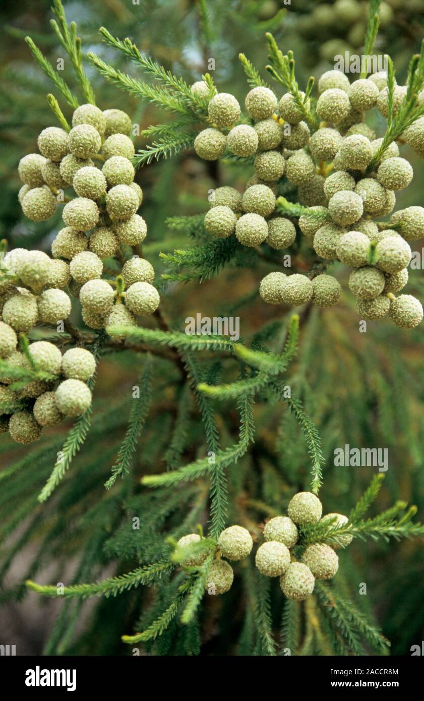 Japanese cedar cones. Immature cones on a Japanese cedar tree ...