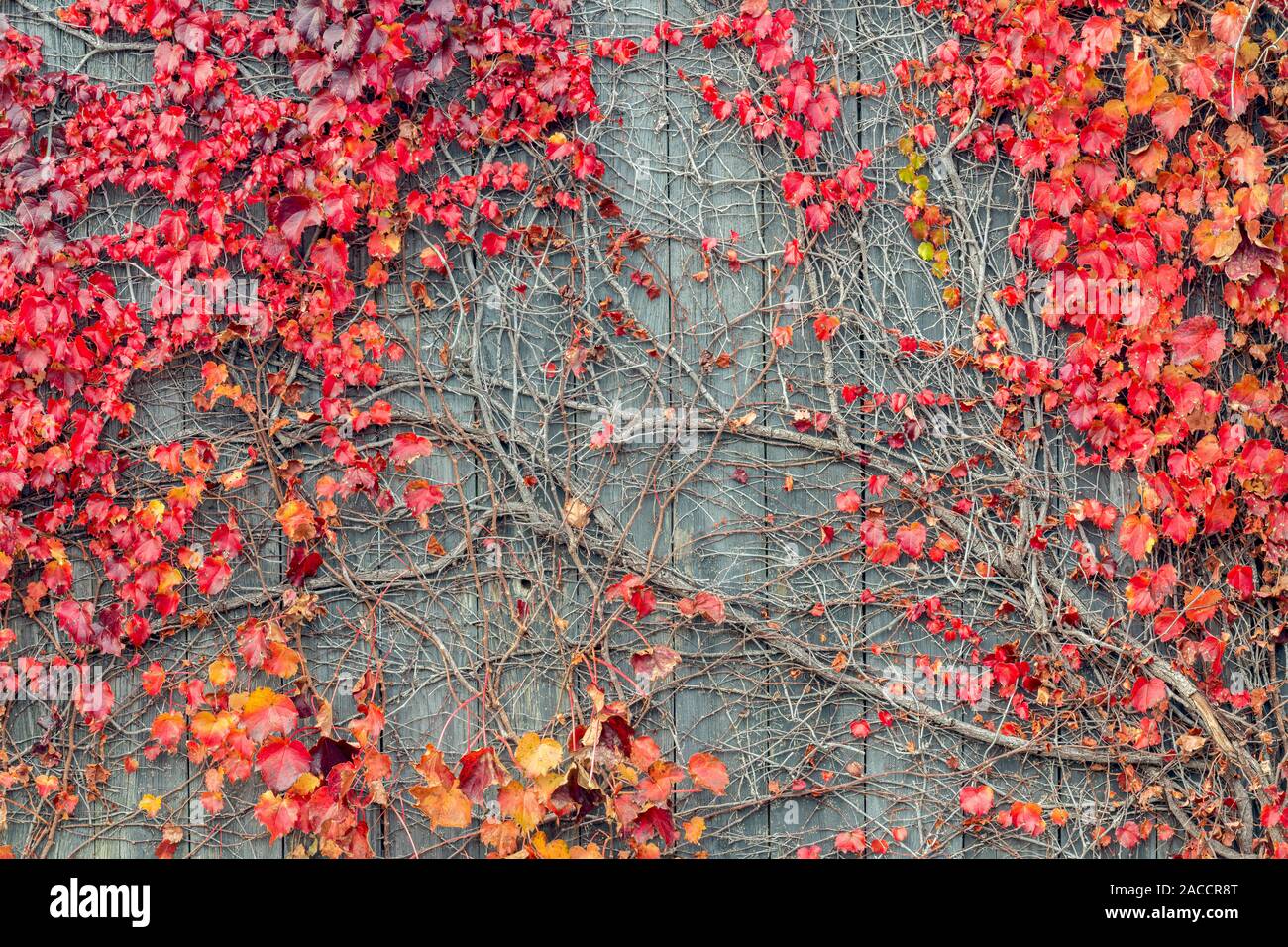 Red vines growing on fence, Autumn, E USA, by Dominique Braud/Dembinsky ...