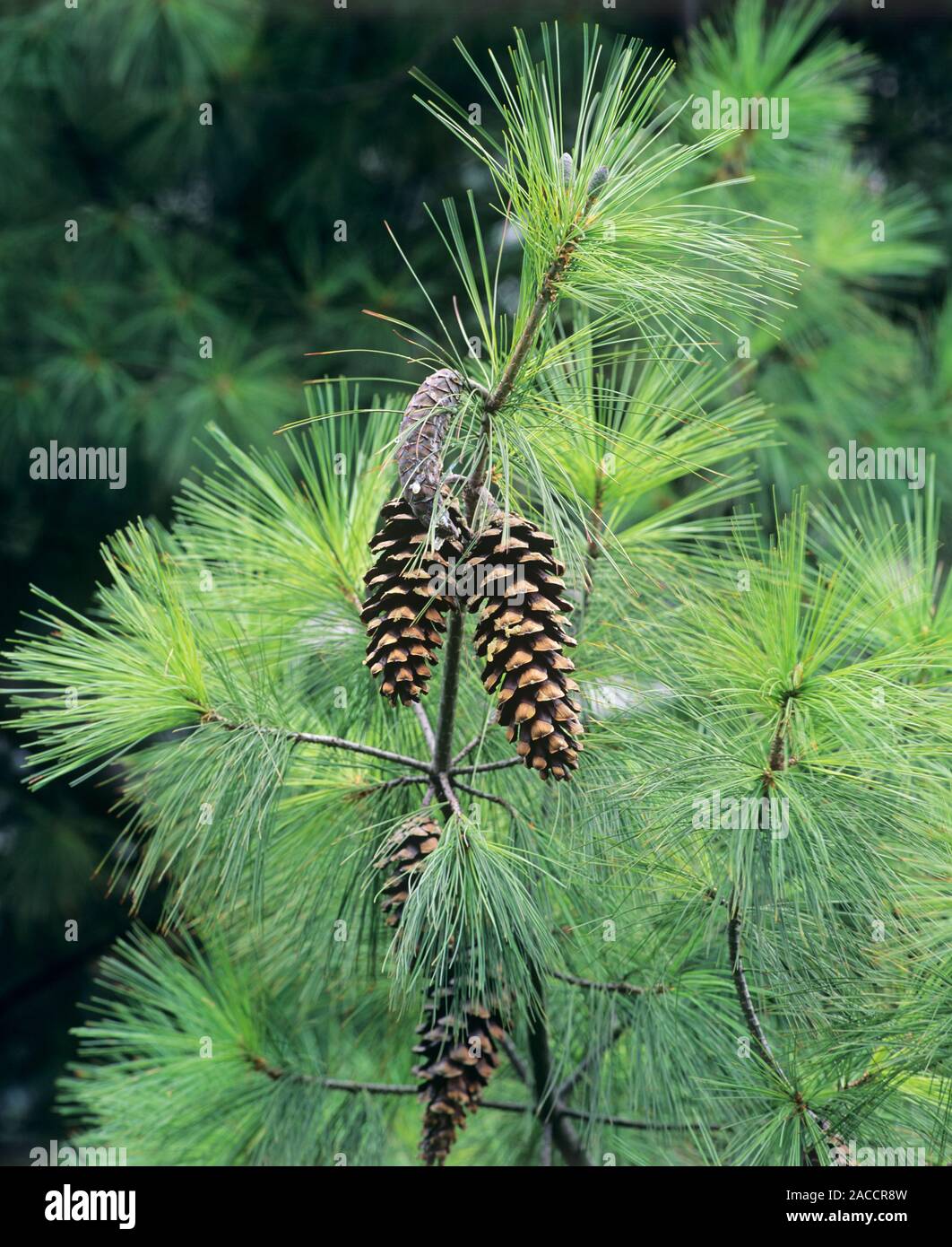 Himalayan white pine cones (Pinus wallichiana Stock Photo - Alamy