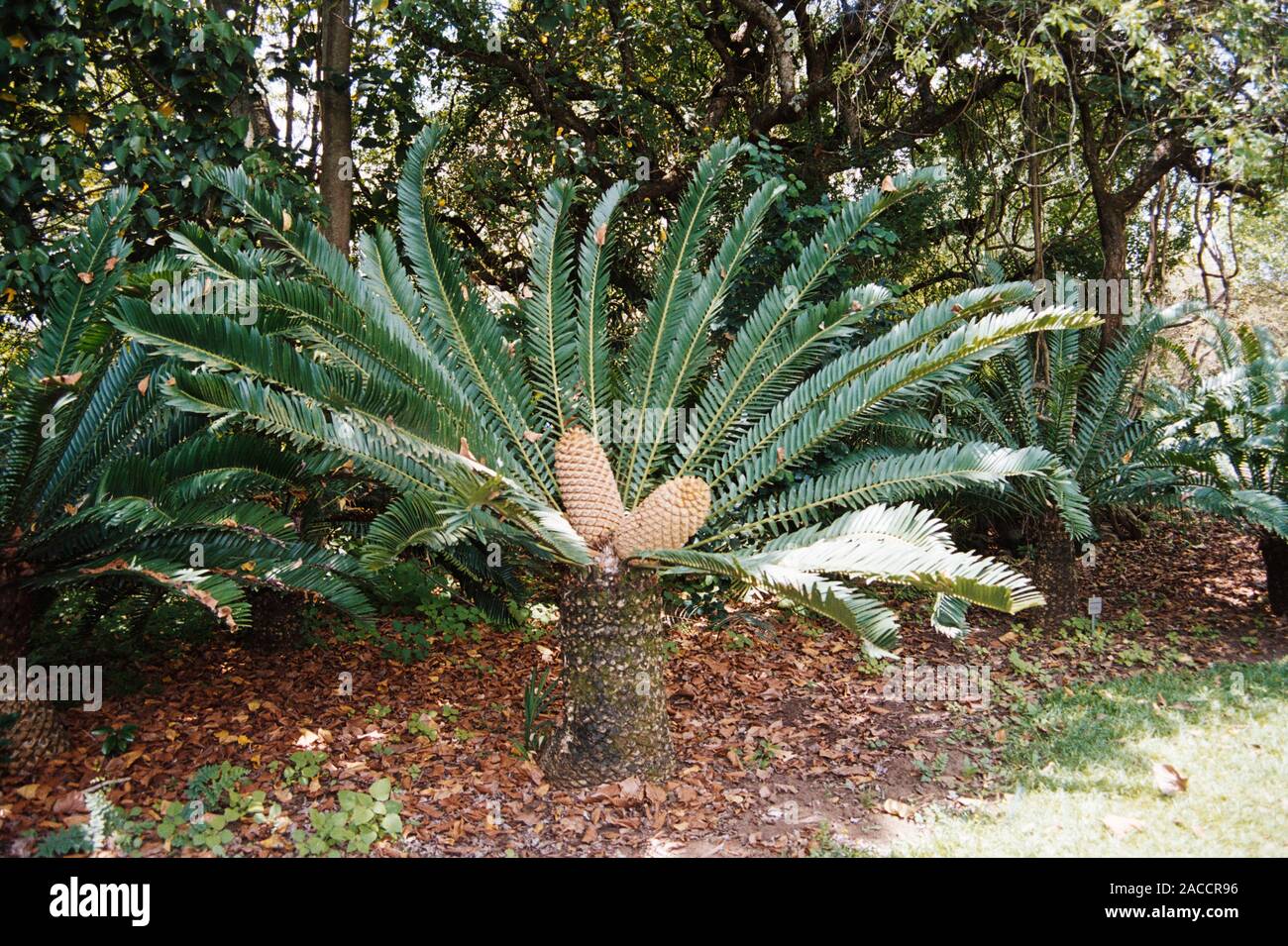 Bread tree (Encephalartos altensteinii). Photographed in Nelspruit ...