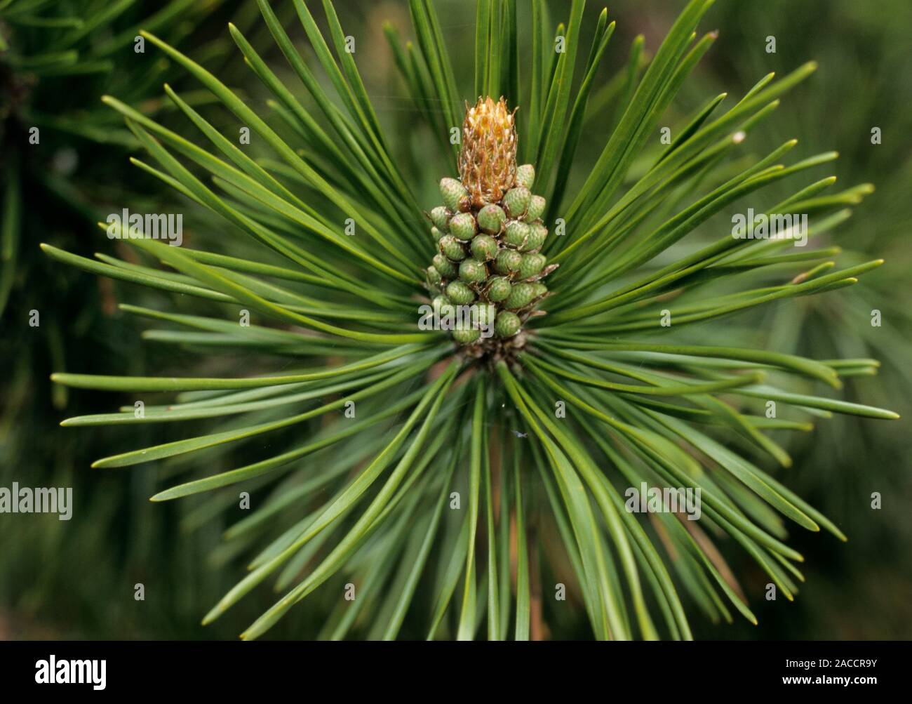 Pine tree flower. Female flower of a Scots pine tree (Pinus sylvestris ...