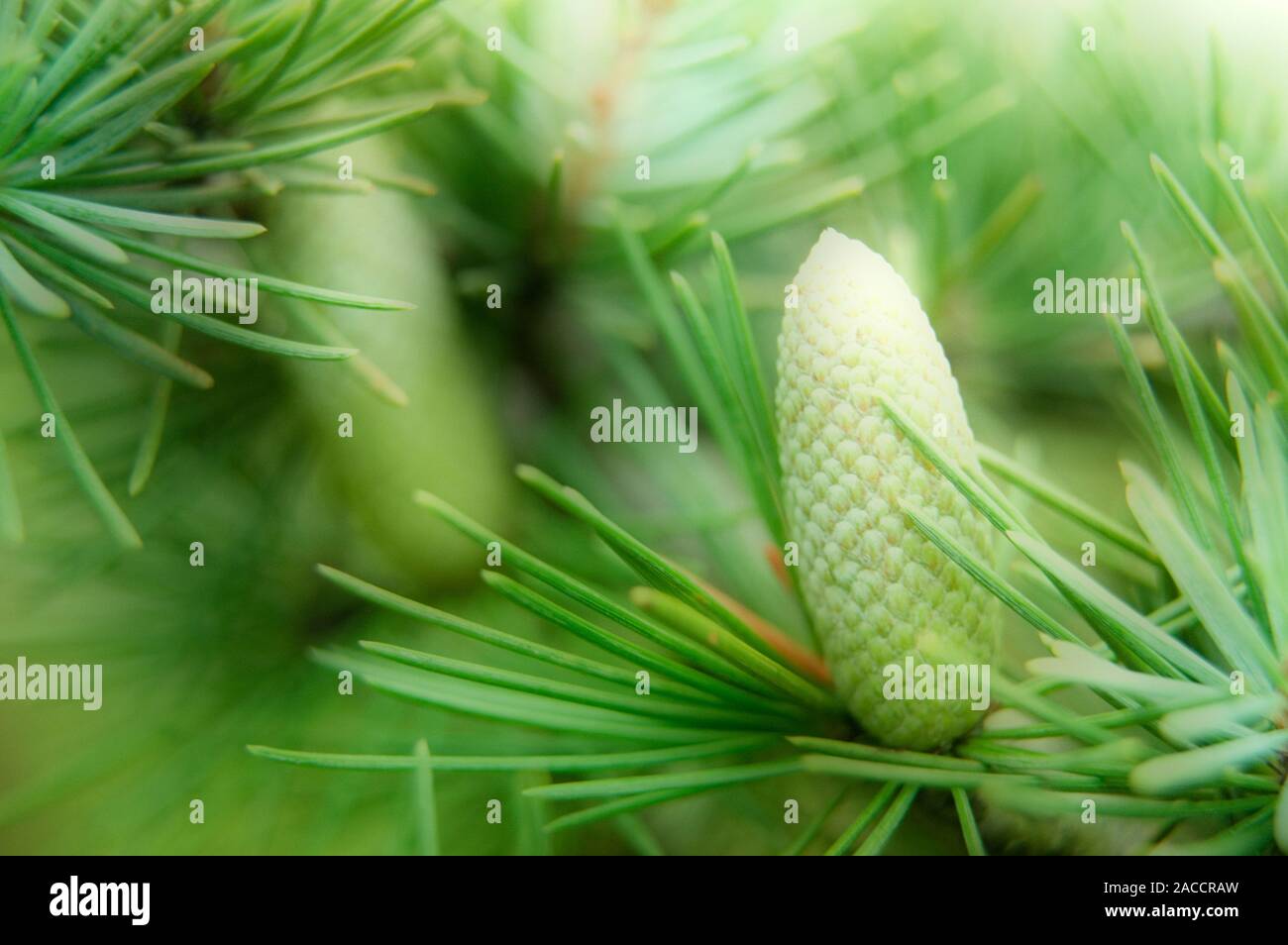 Weeping pine (Pinus sp.) cones Stock Photo - Alamy