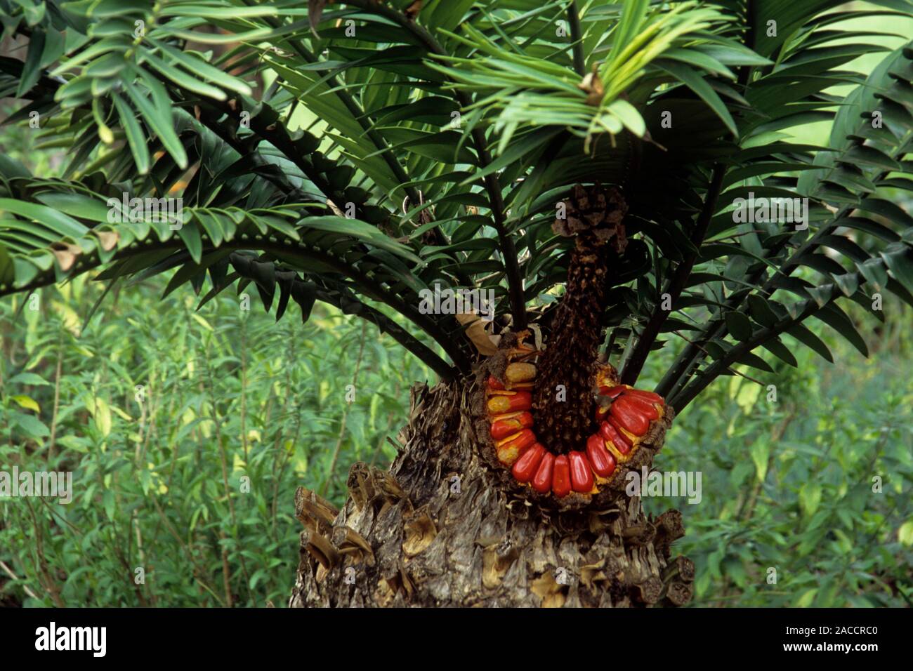 Poor man's cycad (Encephalartos villosus) bearing seeds (red). This is ...