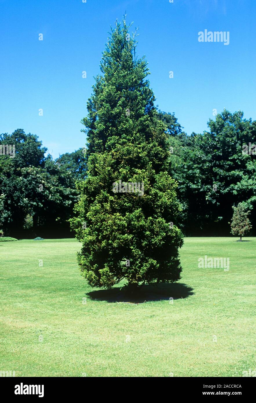 Japanese cedar tree (Cryptomeria japonica 'Cristata' Stock Photo - Alamy